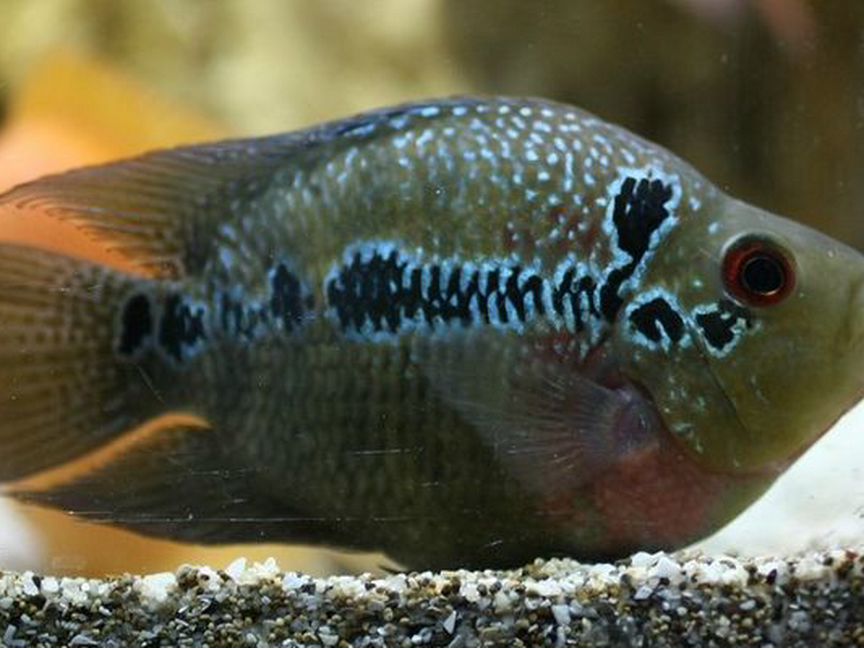 Цихлида Попугай Жемчужный (Herichthys carpintis)