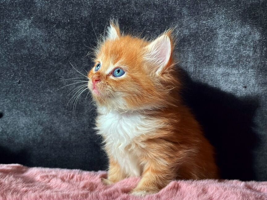 Котятки - братки