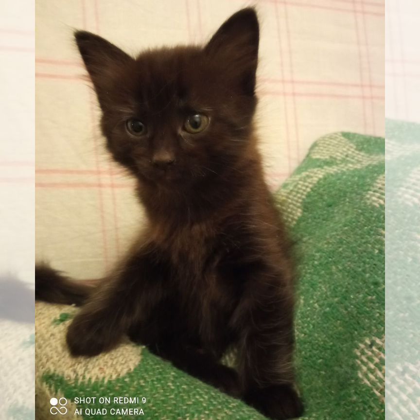 Британский длинношёрстный котёнок