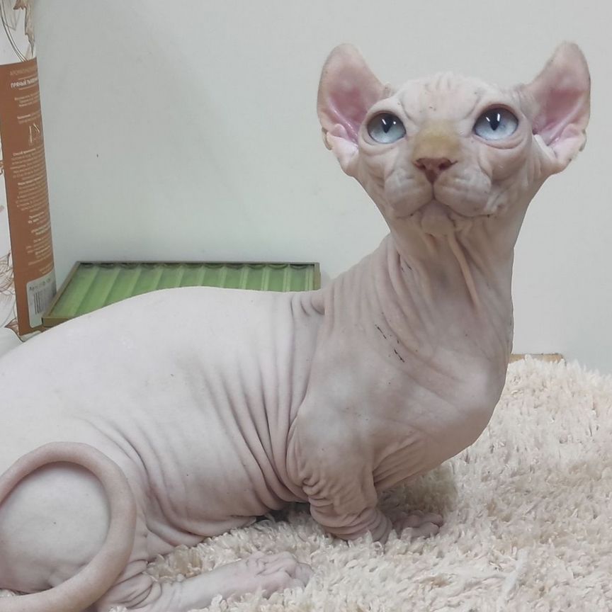 Канадский сфинкс котёнок