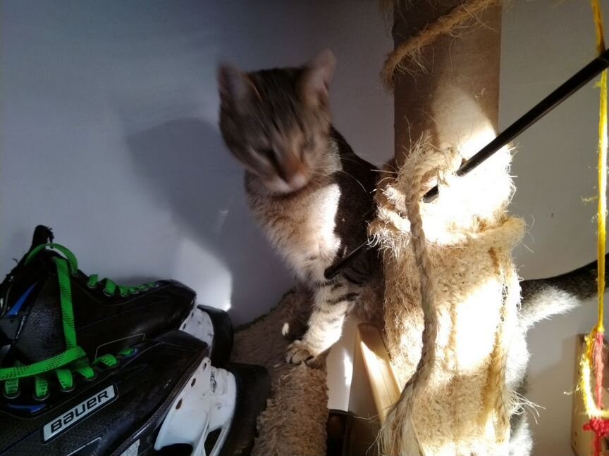 Кошечка плохо видит