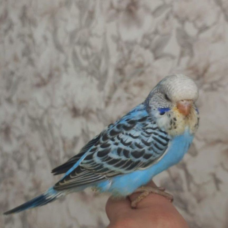 Волнистые попугаи.Чехи. Птенцы