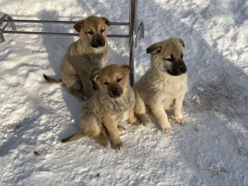 Щенки хотят домой
