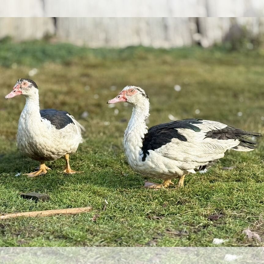 Мускусные утки