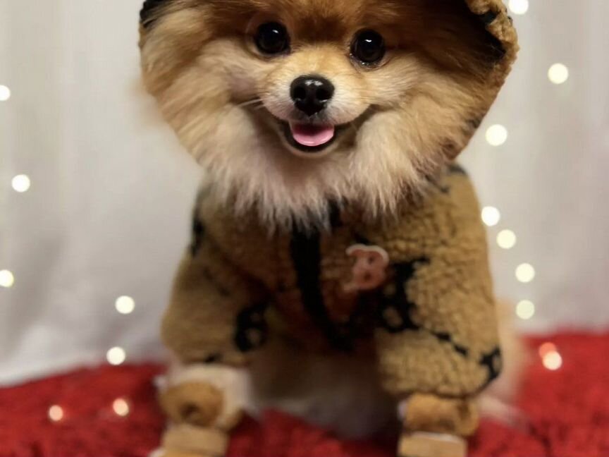 Шубка Burberry для Собаки новая