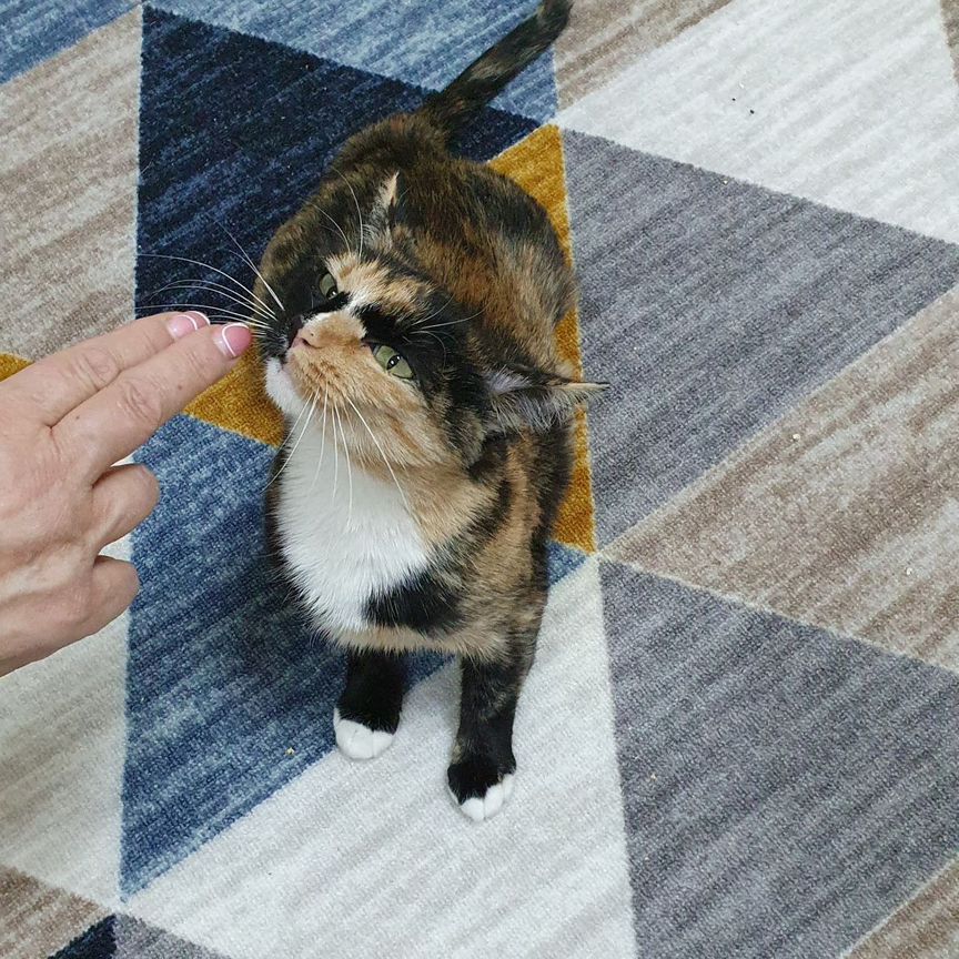 З- х цветная кошка красавица
