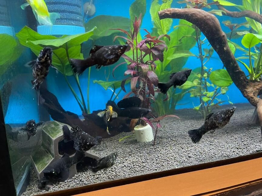 Рыбка аквариумная моллинезия