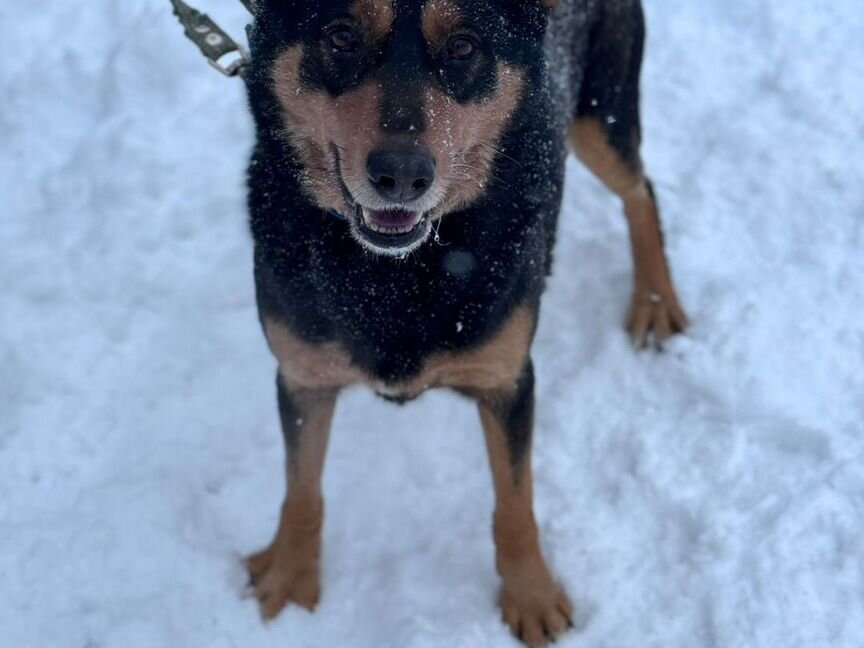 Собака Чарли ищет дом