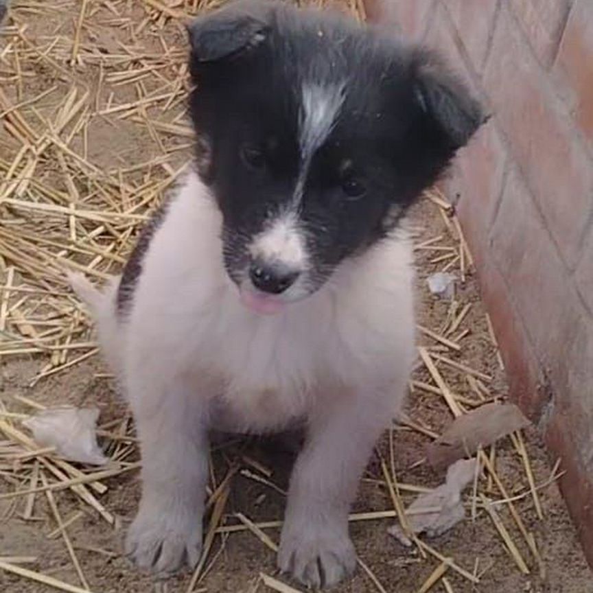 Щенок в добрые руки