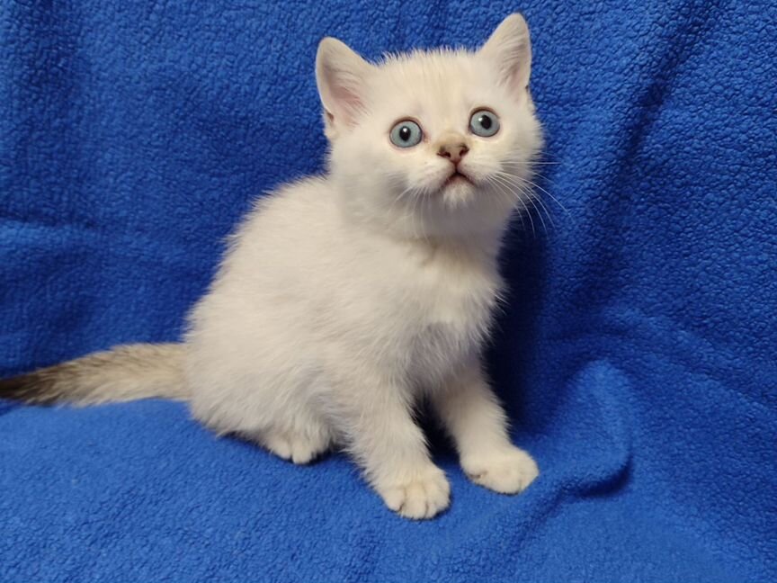 Котёнок девочка шотландская