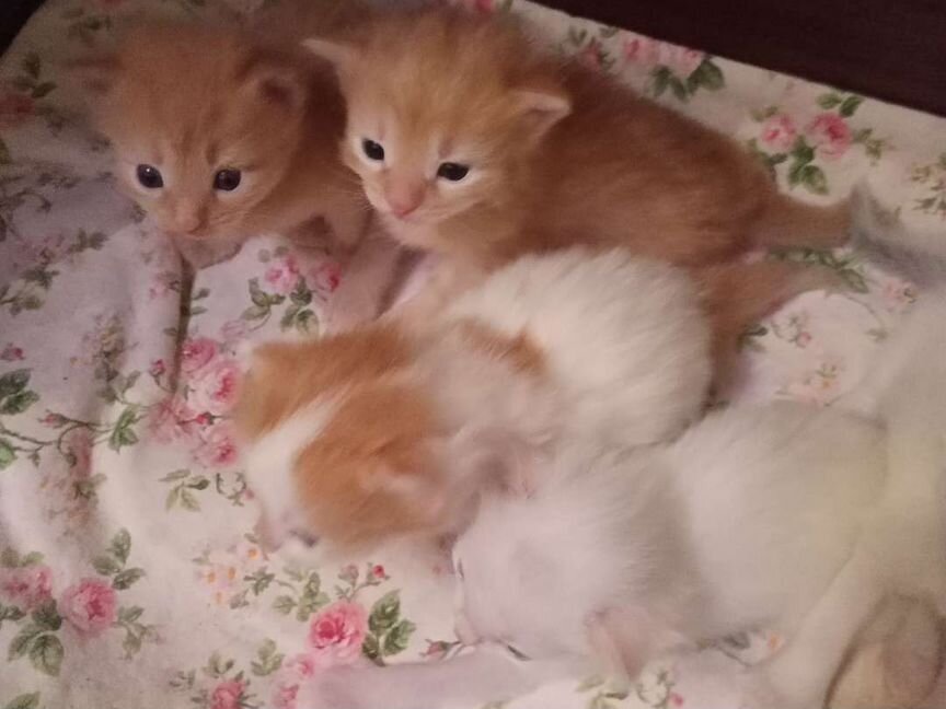 Котята 1,1 месяц