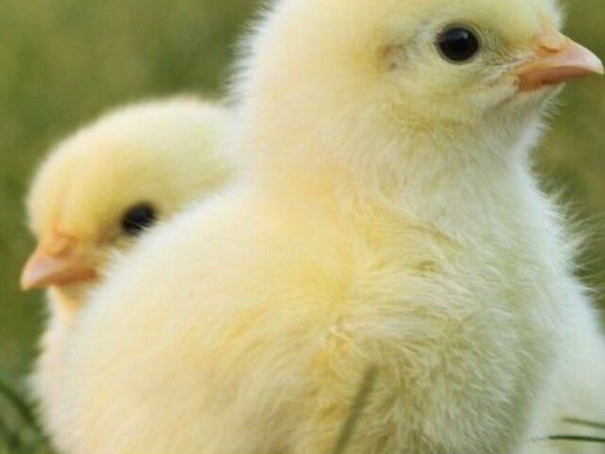 Цыплята бройлеры суточные