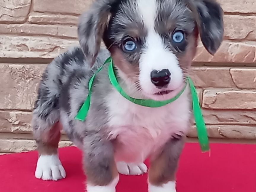 Голубоглазый