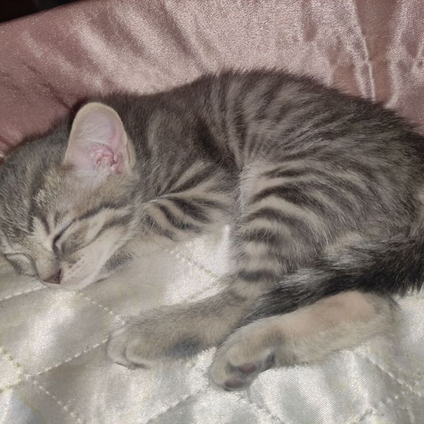 Котенок (забранировано)