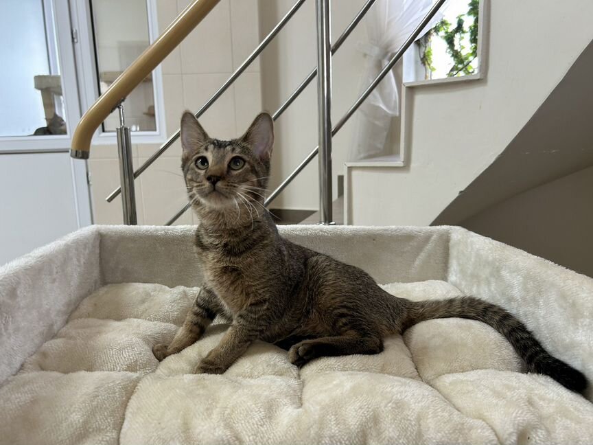 Чаузи кошечка Катарина