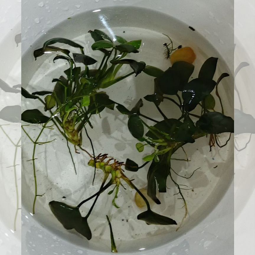 Анубиас бартера