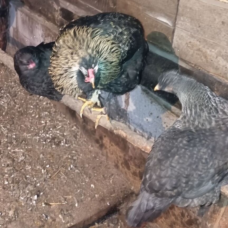 Домашние молодые петухи