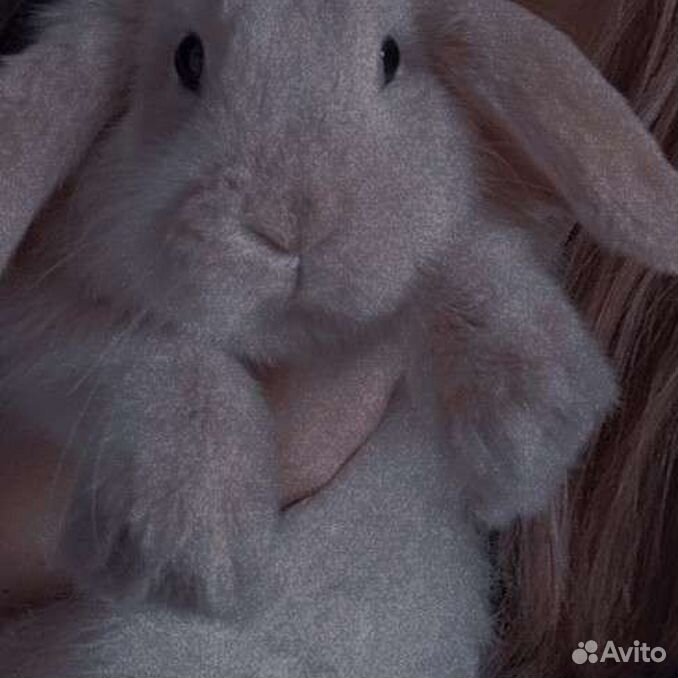 Вязка декоративных кроликов