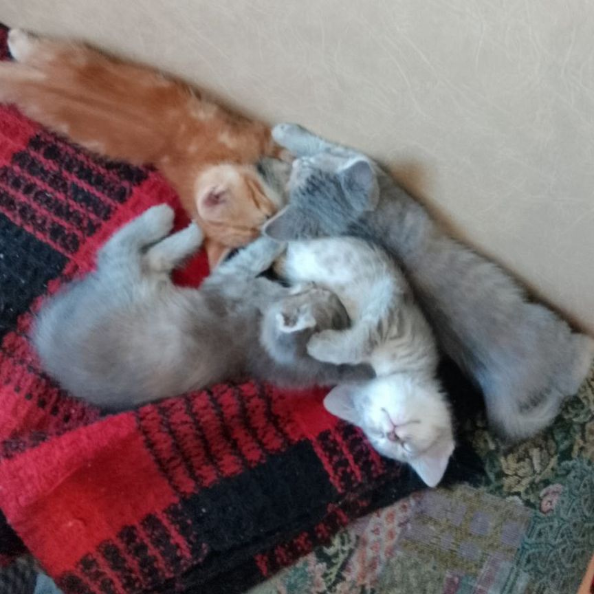 Котята Назарово в добрые руки