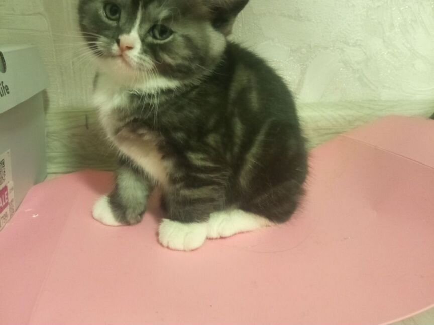 Кошка