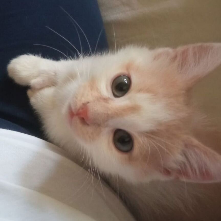 Рыжие котята в добрые руки