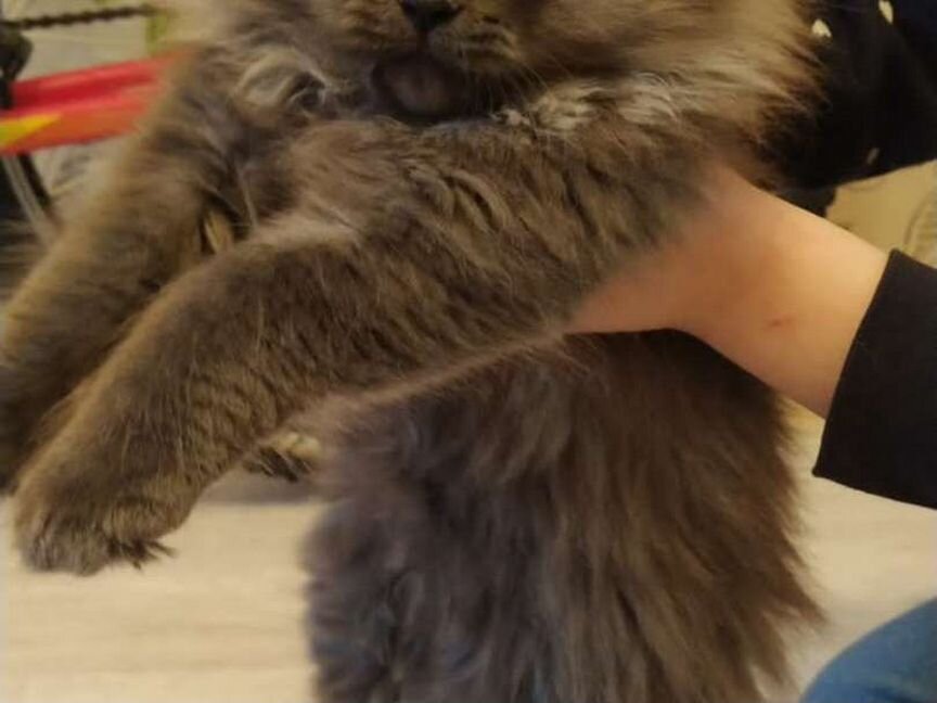 Котенок бобтейл бесплатно