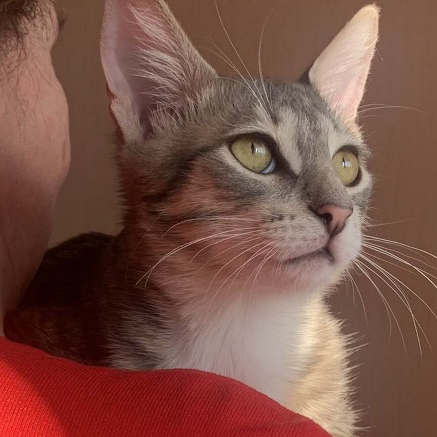 Котенок бесплатно в добрые руки