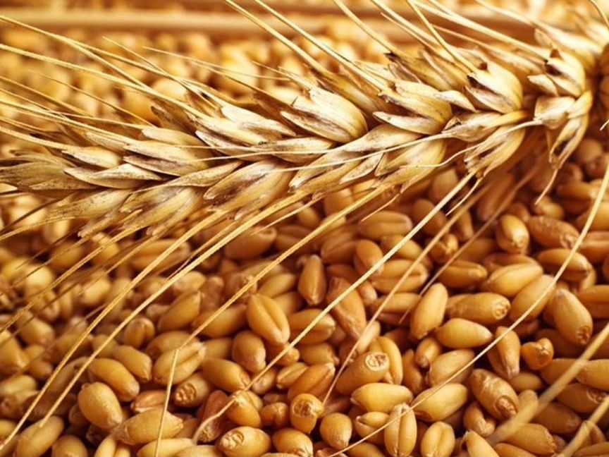 Пшеница, ячмень