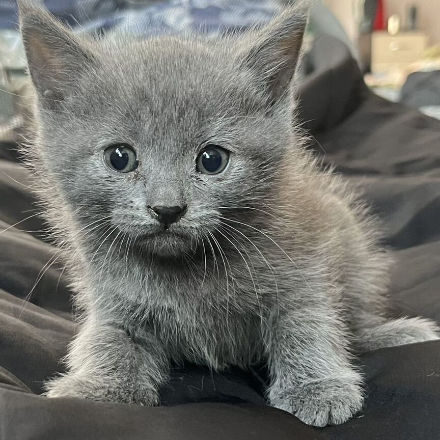 Кошка и котенечек