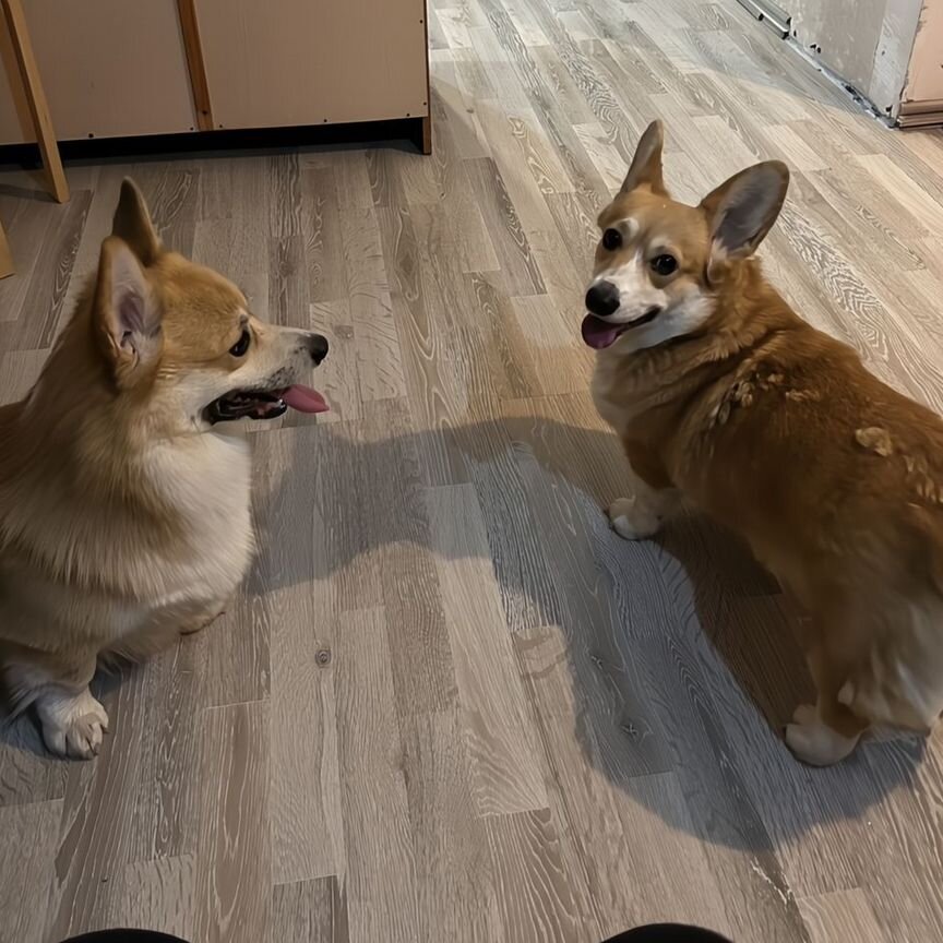 Вельш Корги Пемброк, взрослая собака