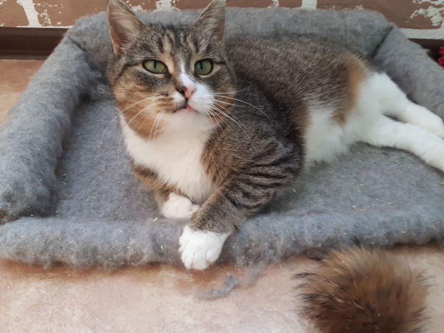 Кошка