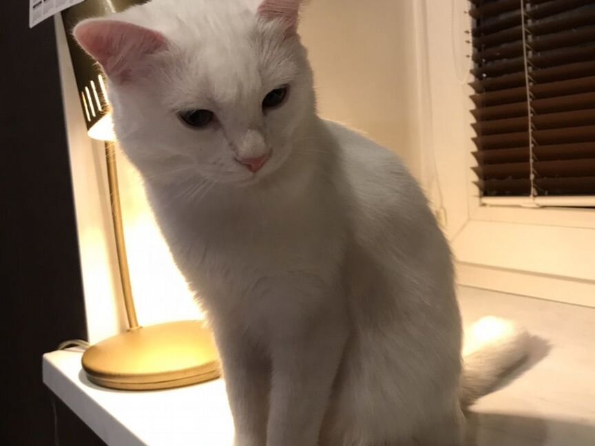 Кот као мани вязка