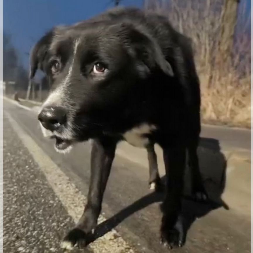 Взрослая собака в добрые руки