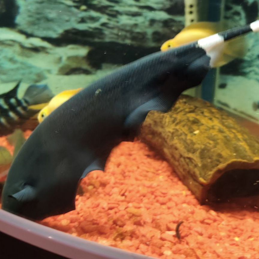 Аптеронотус(Чёрный нож) Тигровый(Макрогнатус)