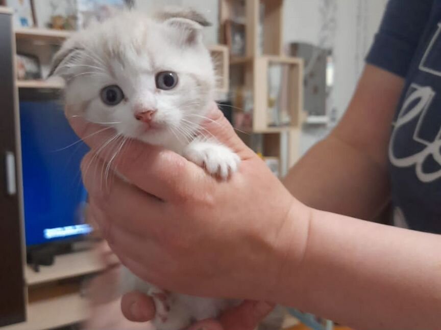 Вислоухие котята