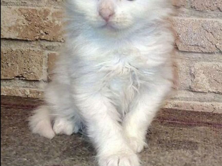 Турецкая ангора в добрые ручки