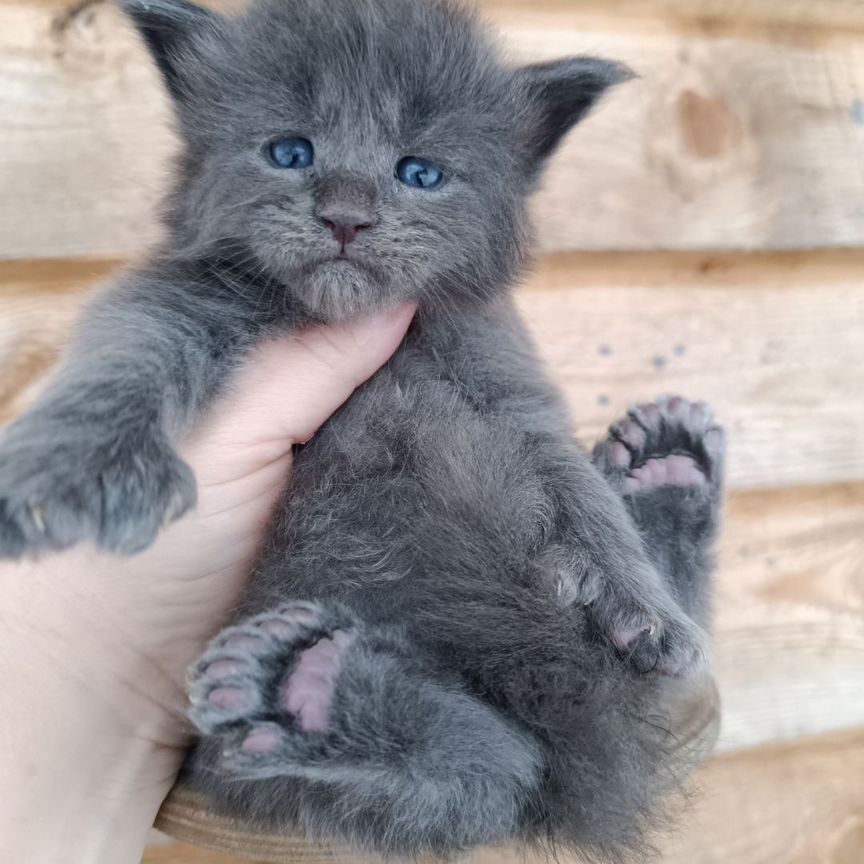 Мейн-кун крутой полидакт голубой дым