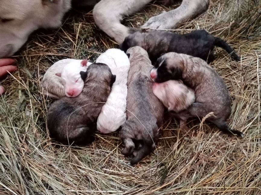 Продажа щенков алабая