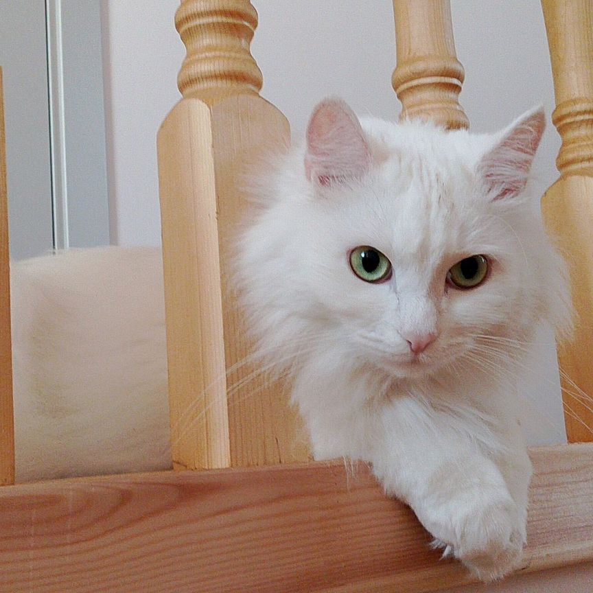 Отдам кота и кошечку в связи с переездом