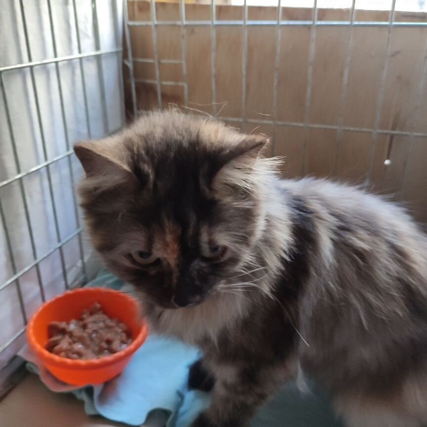 Ева ищет дом