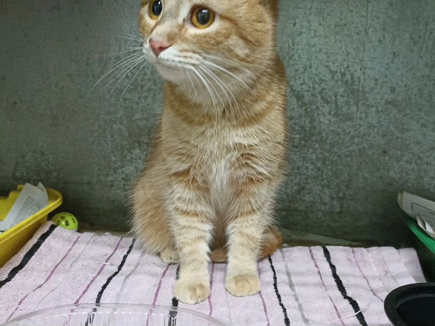 Кошечка Тыковка