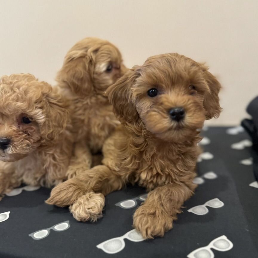 Продажа щенков Мальтипу