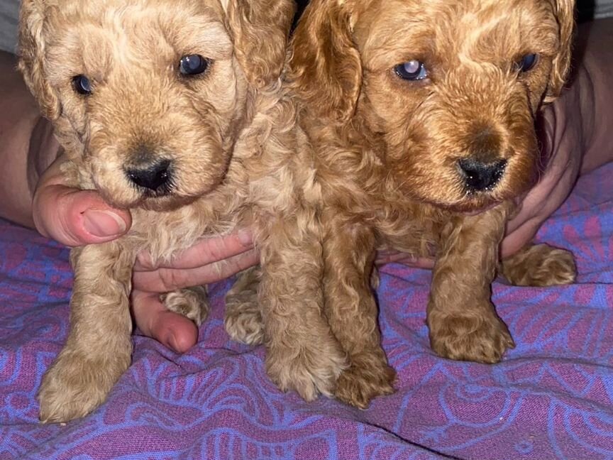 Щенки той пуделя