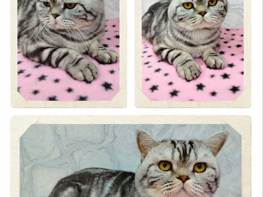 Вязка мраморного кота