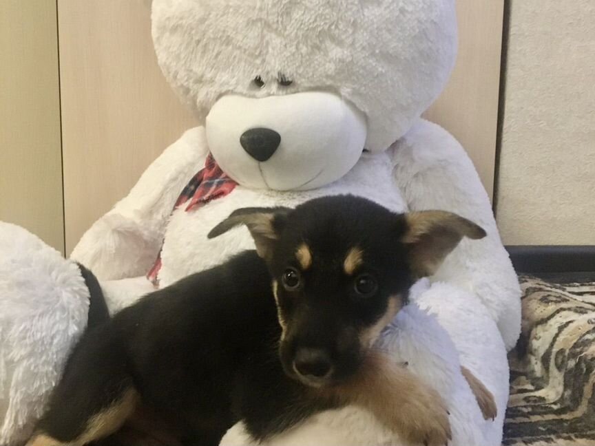 Малыш Джек ищет дом