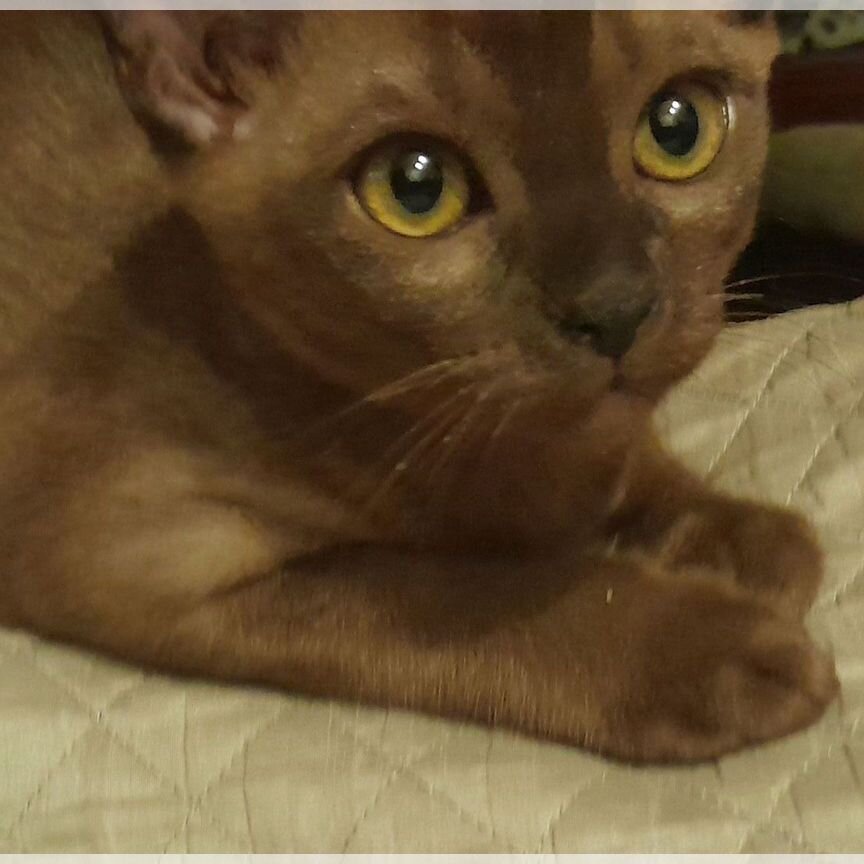 Котенок европейской бурмы