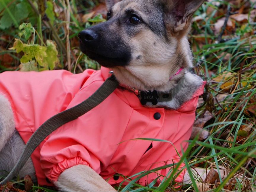 Щенок осень ищет дом / в добрые руки/ бесплатно