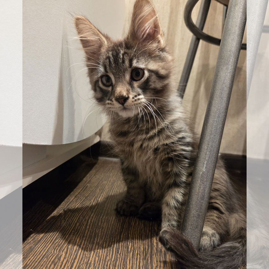 Мейн-кун котёнок