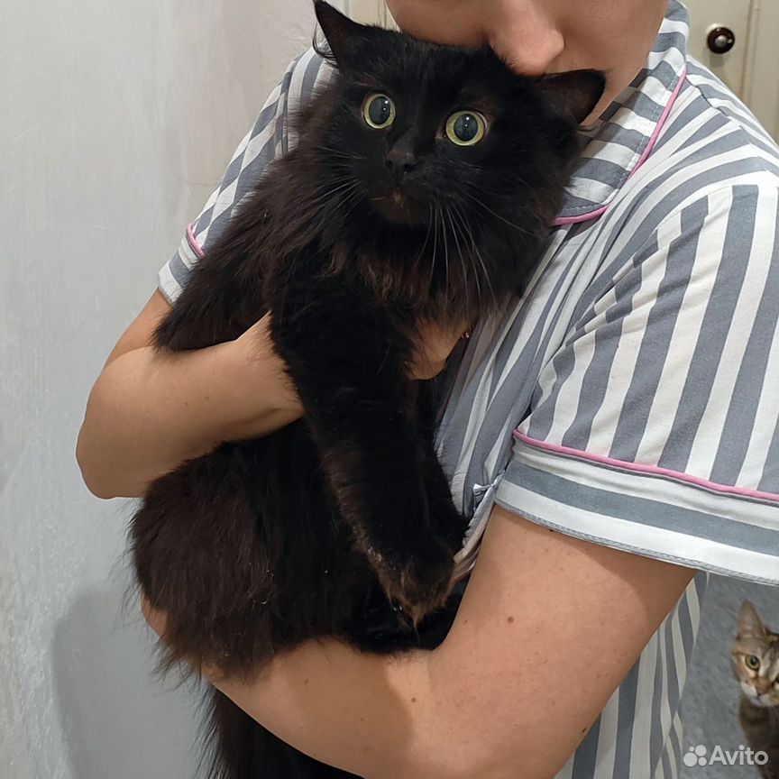 Найдена черная кошка