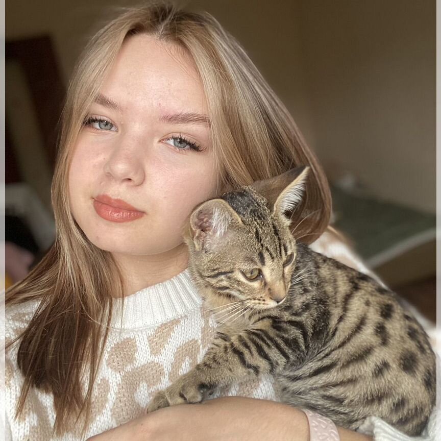 Котенок в добрые руки бенгальская кошечка